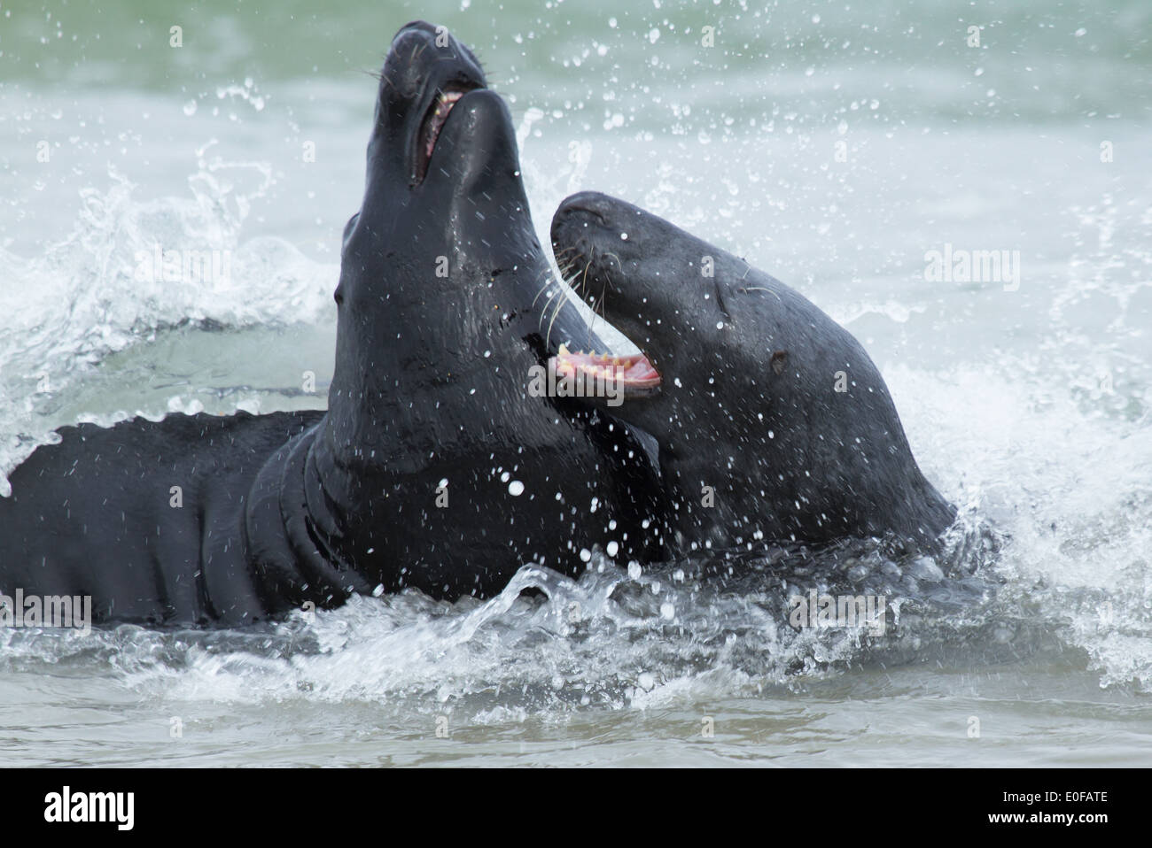 Two fighting grey seals in the water Stock Photo - Alamy