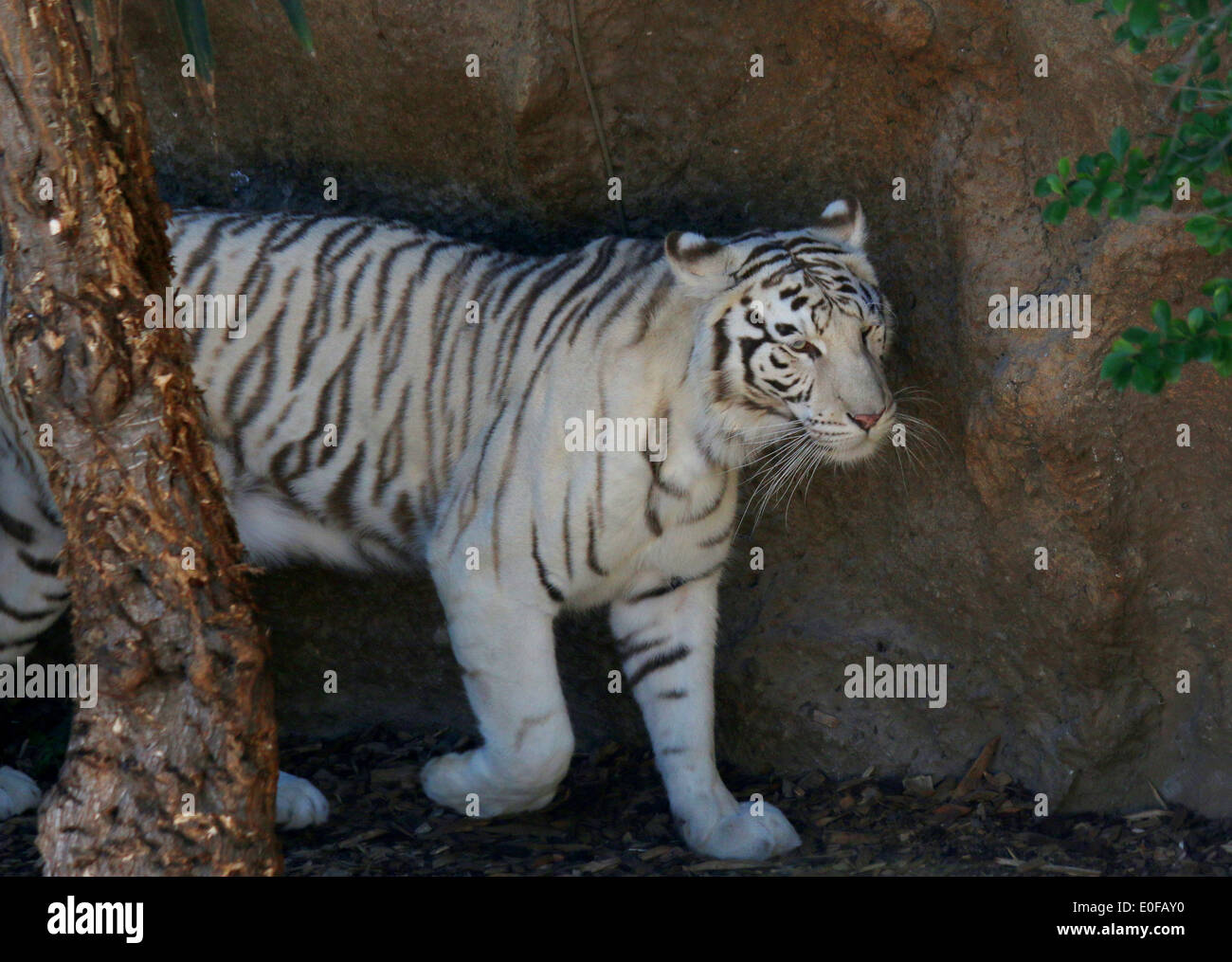 White Bengal tiger (Panthera tigris tigris Stock Photo - Alamy