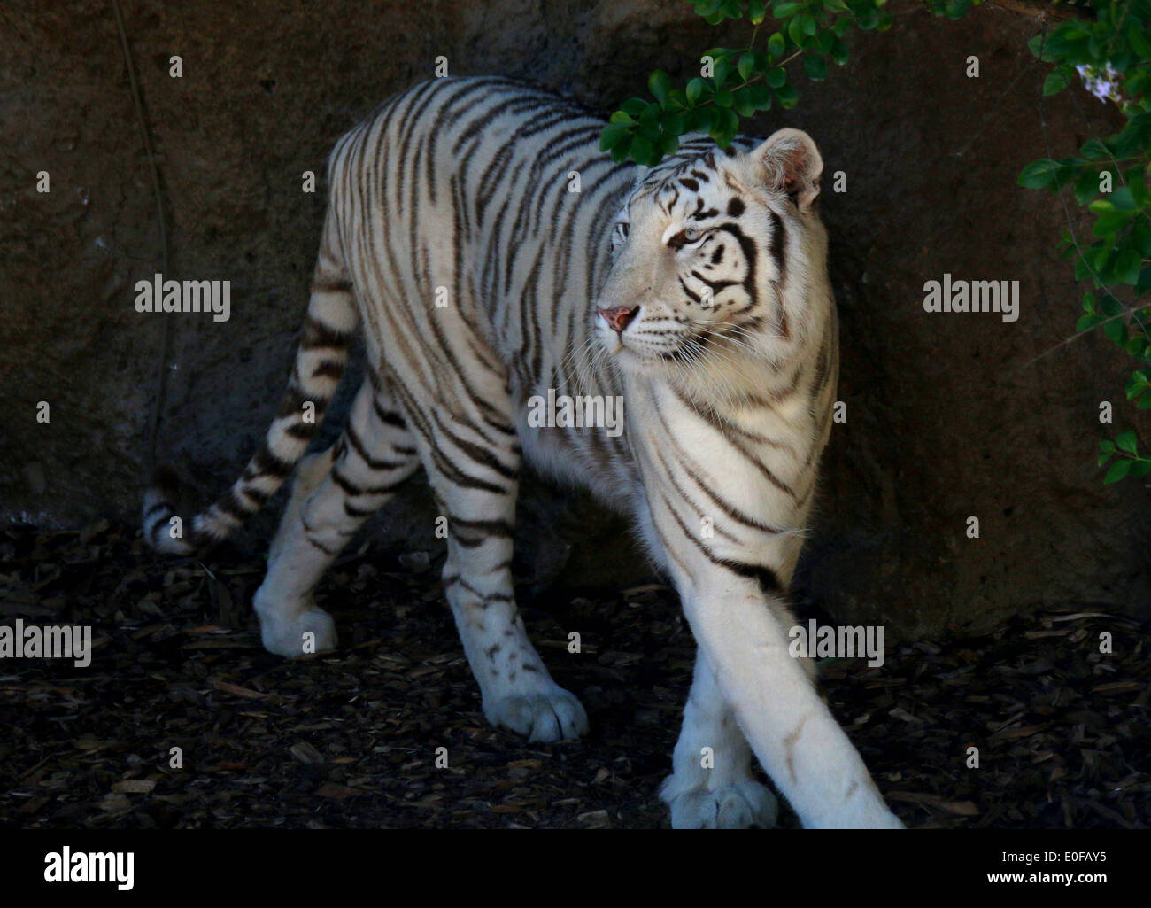 White Bengal tiger (Panthera tigris tigris Stock Photo - Alamy