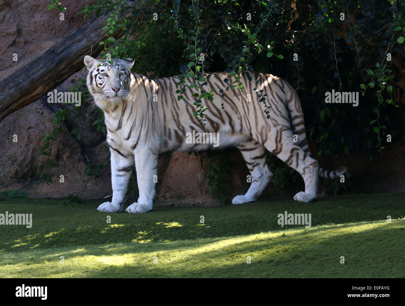 Tigre Real De Bengala Hd