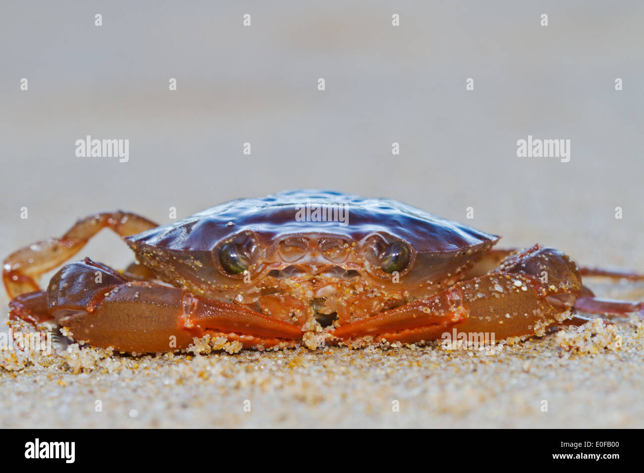 Reddish orange sand hi-res stock photography and images - Alamy