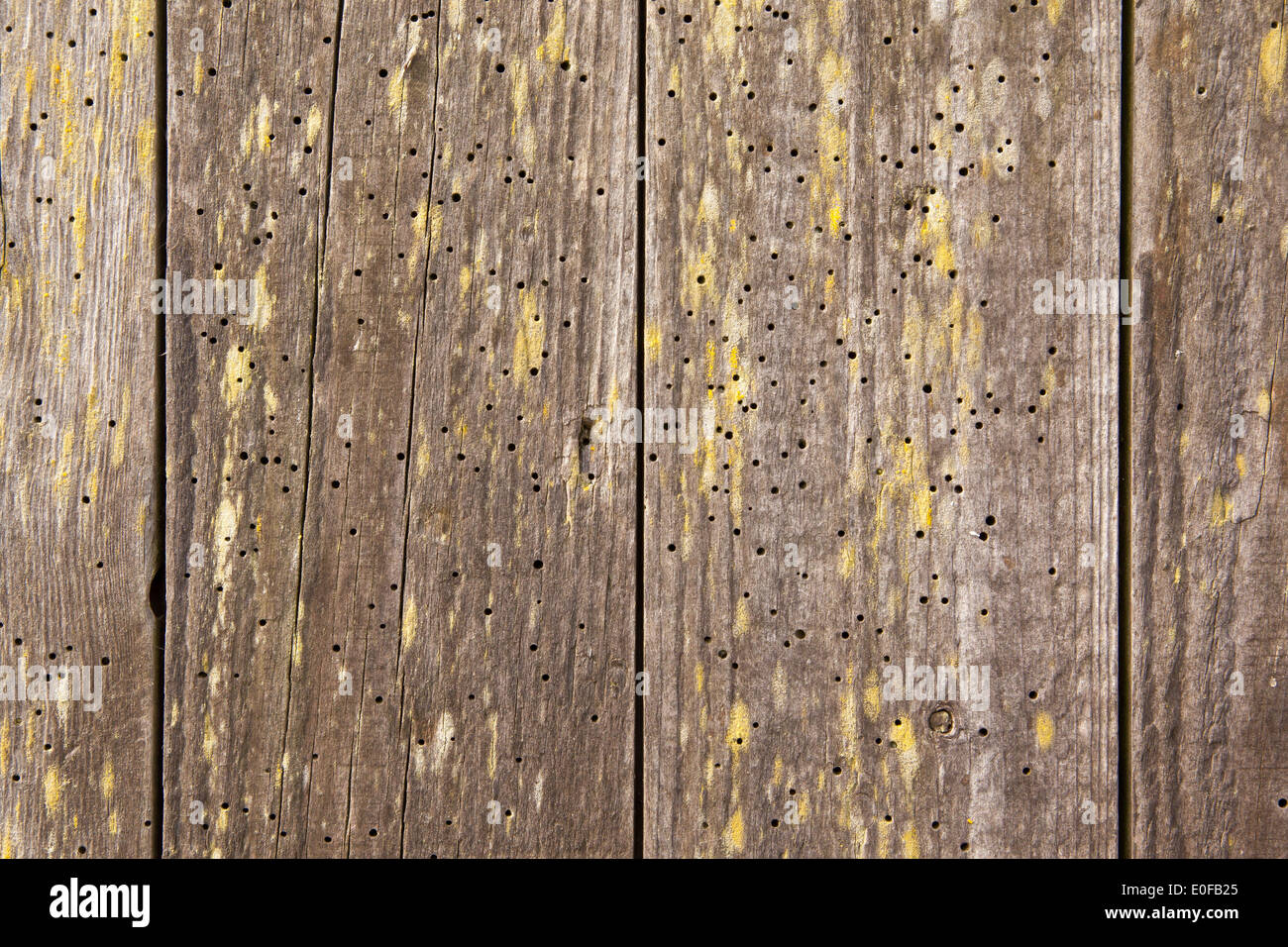 Worm holes in timber hi-res stock photography and images - Alamy