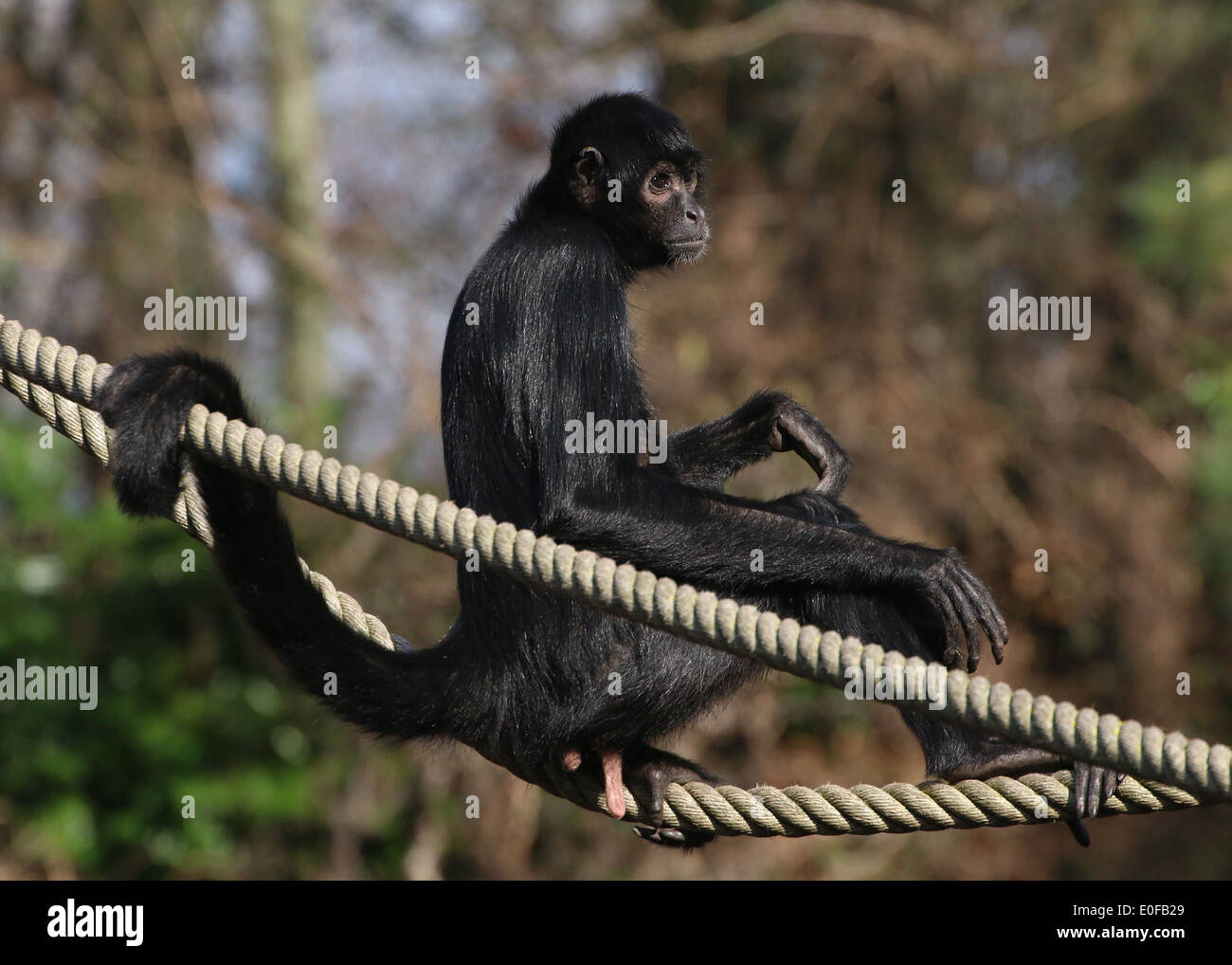 Ateles marimonda hi-res stock photography and images - Alamy
