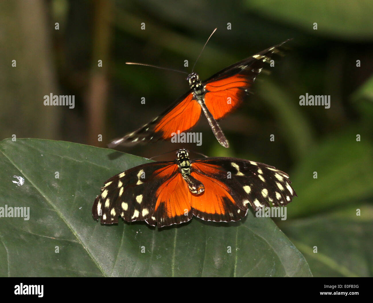 Longwing butterflies hi-res stock photography and images - Alamy