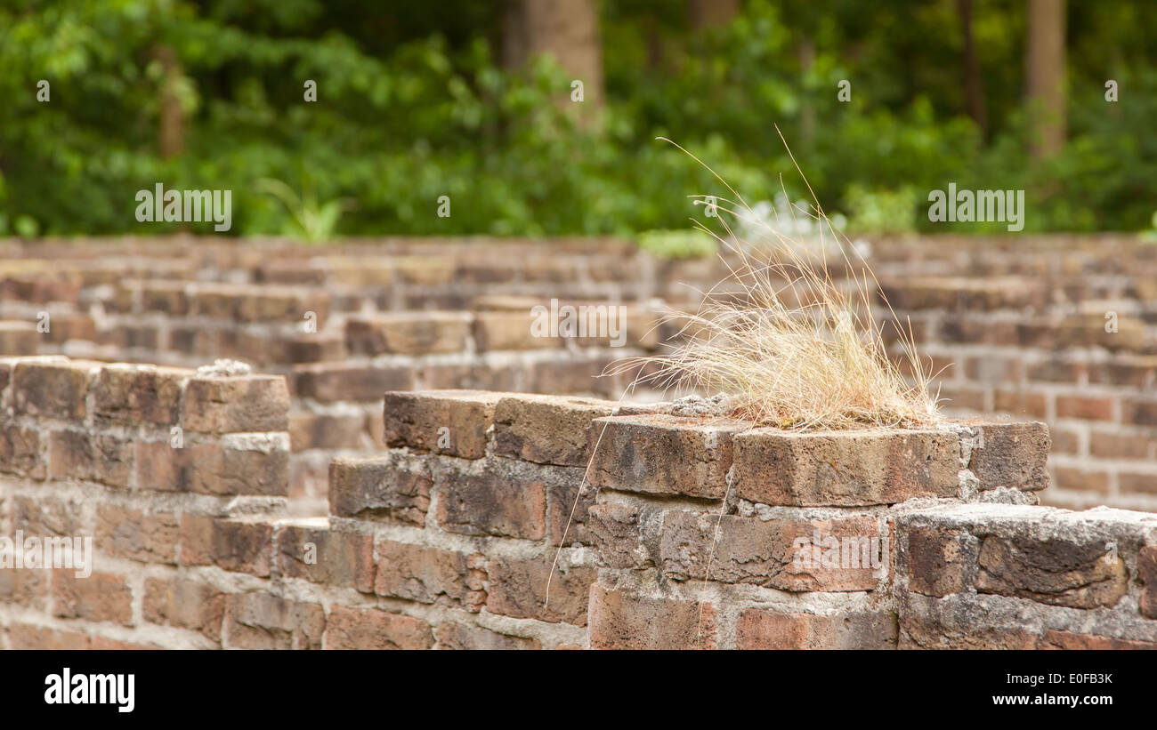 Plant little tree on old red bricks wall background, ruin Stock Photo ...