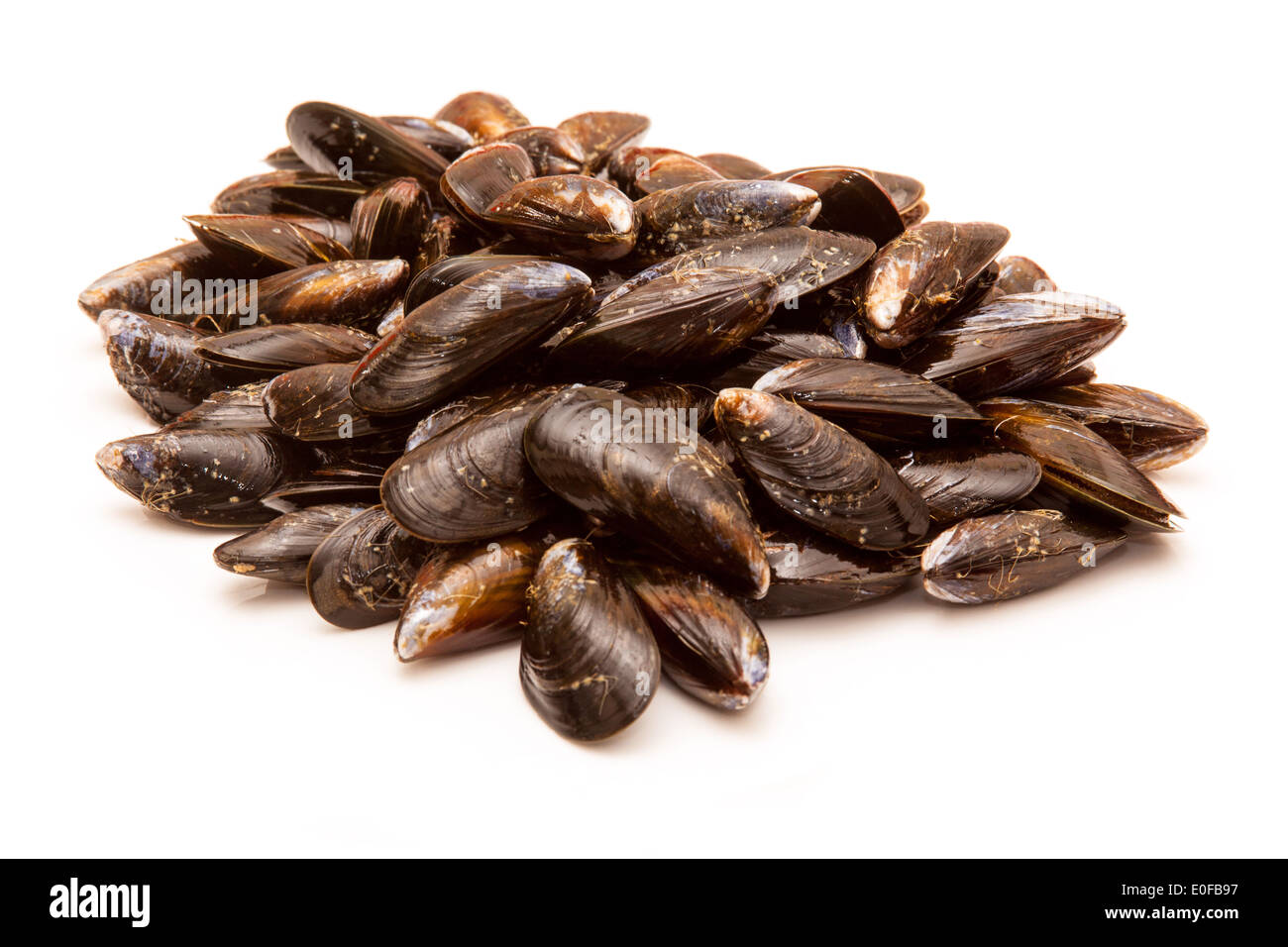 Raw mussels isolated on a white studio background Stock Photo - Alamy