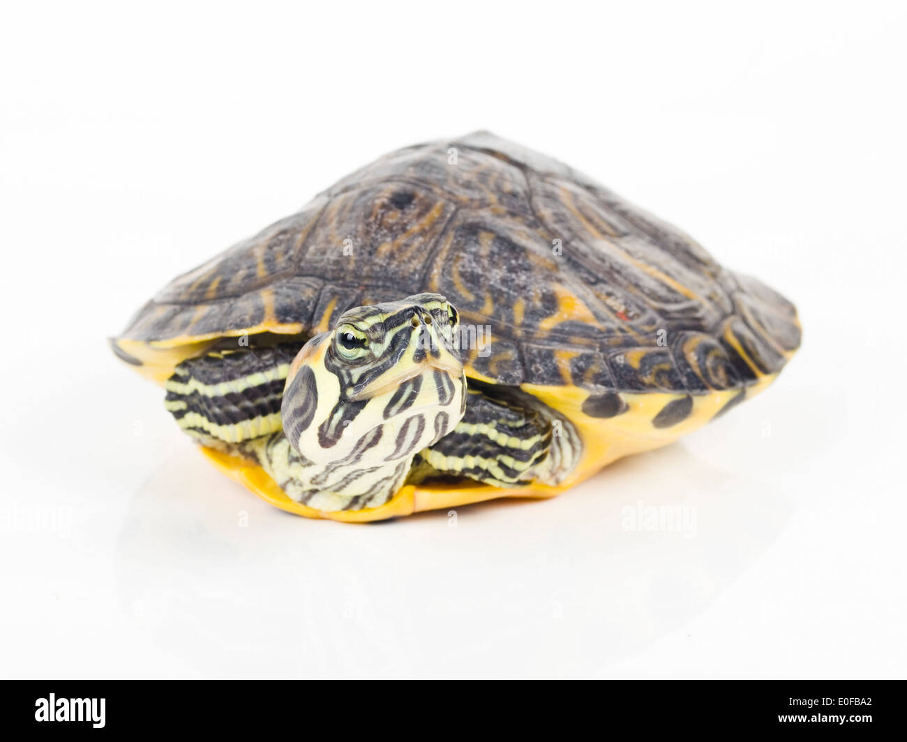 Pet turtles on white background Stock Photo - Alamy