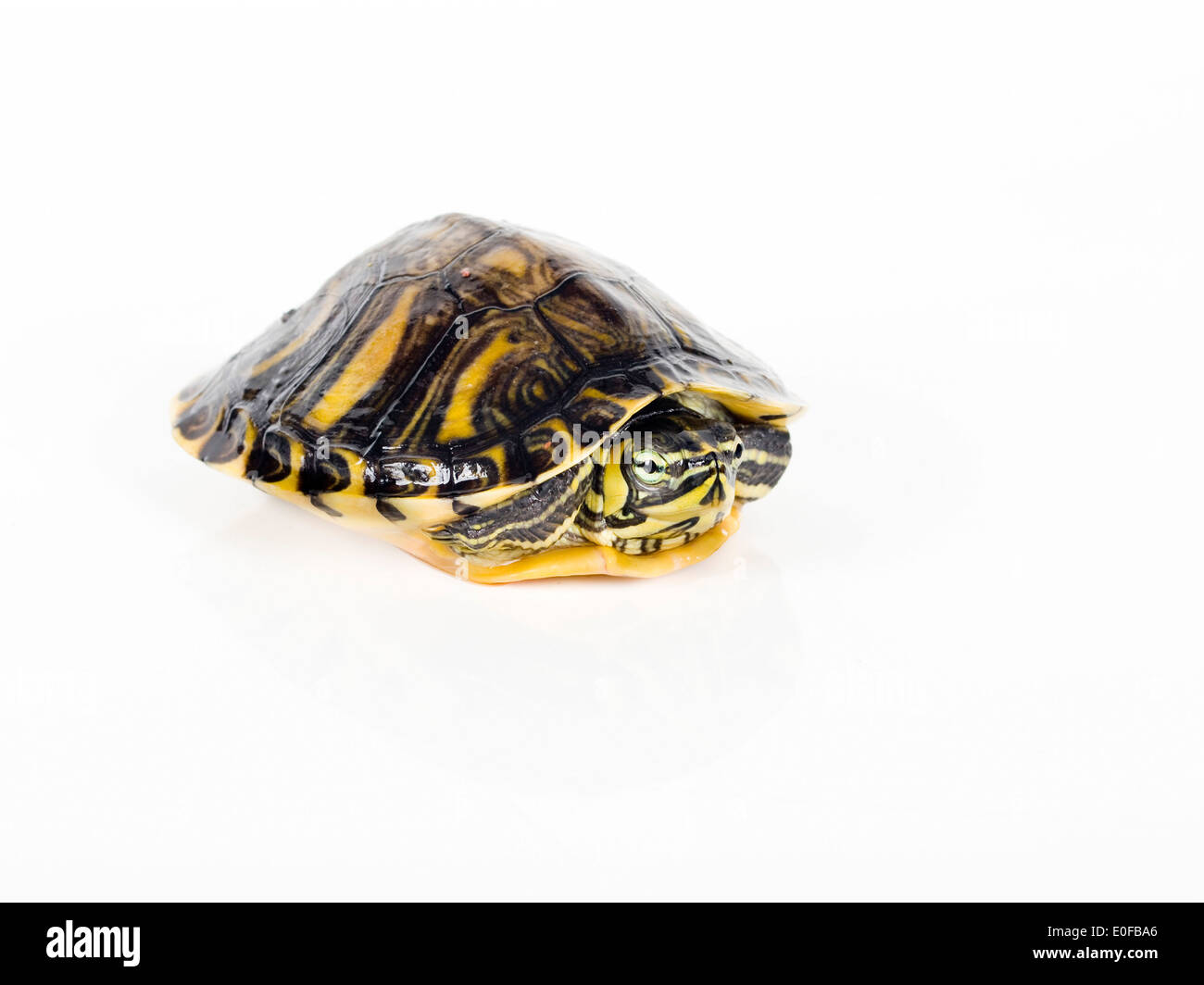 Pet turtles on white background Stock Photo - Alamy