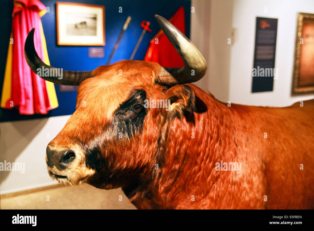 Stuffed Bull in the Valencia Bull Ring Museum Stock Photo - Alamy