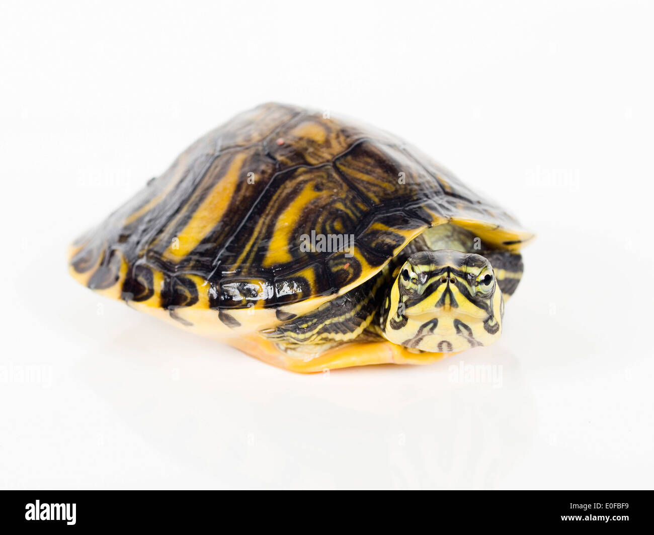 Pet turtles on white background Stock Photo - Alamy