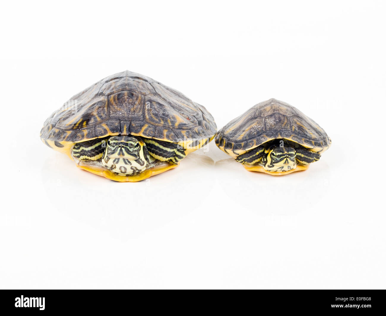 Pet turtles hi-res stock photography and images - Alamy