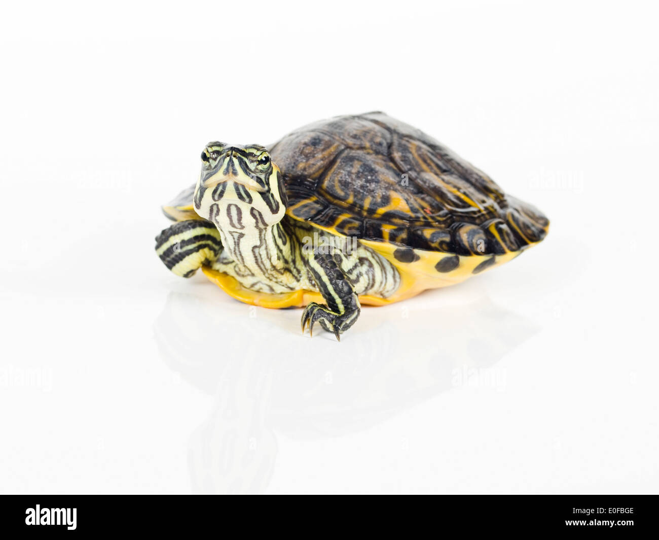Pet turtles on white background Stock Photo - Alamy