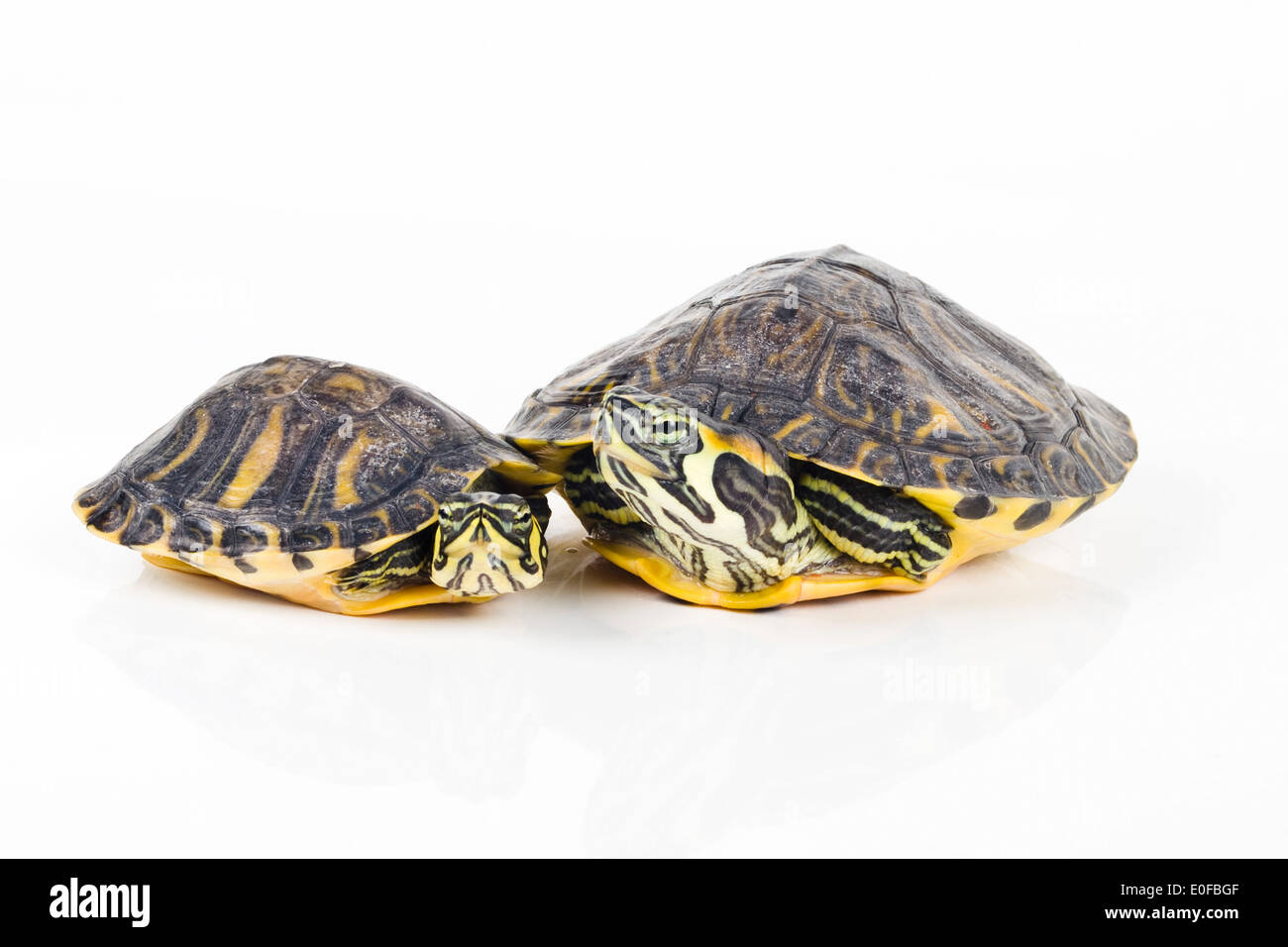 Pet turtles on white background Stock Photo - Alamy