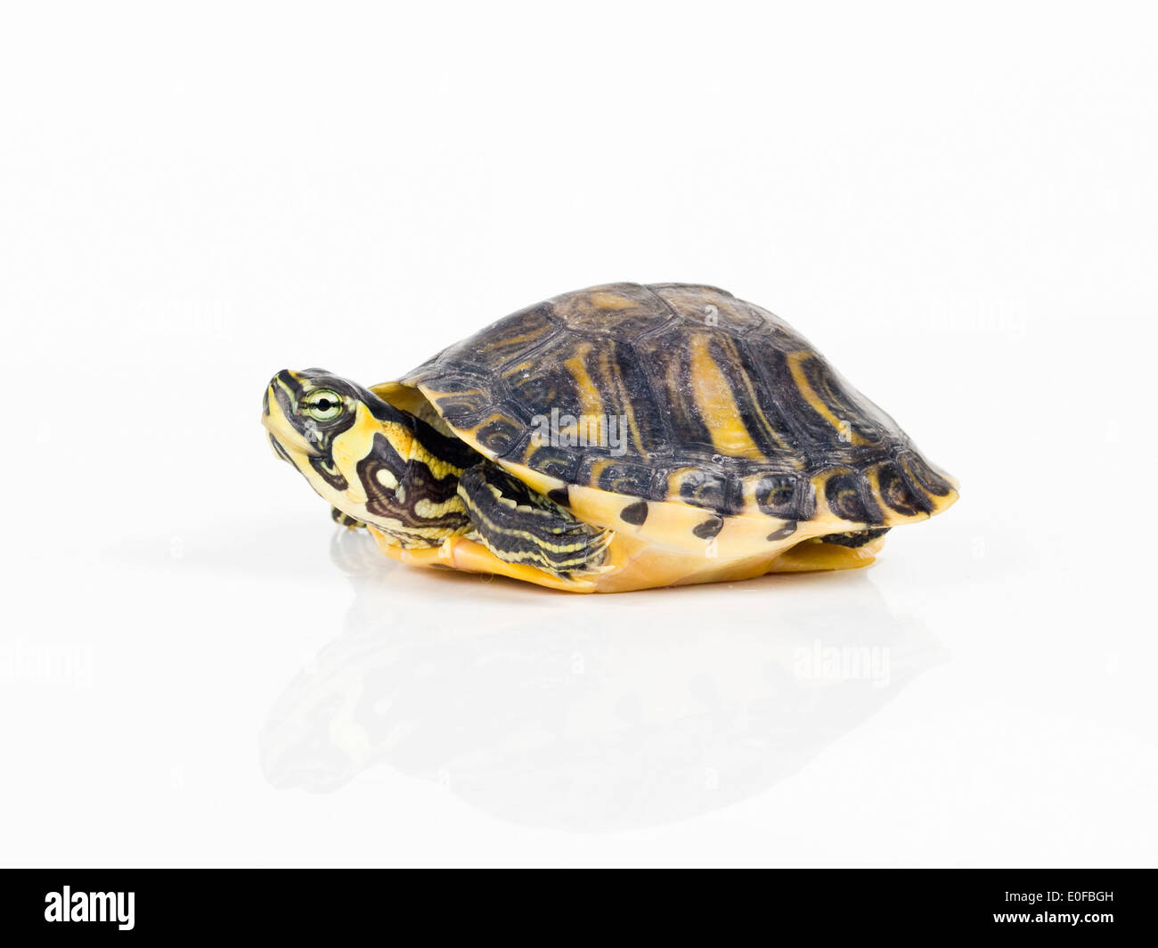 Pet turtles on white background Stock Photo - Alamy
