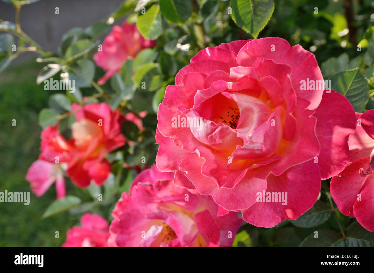 Close up rose bush blooming hi-res stock photography and images - Alamy