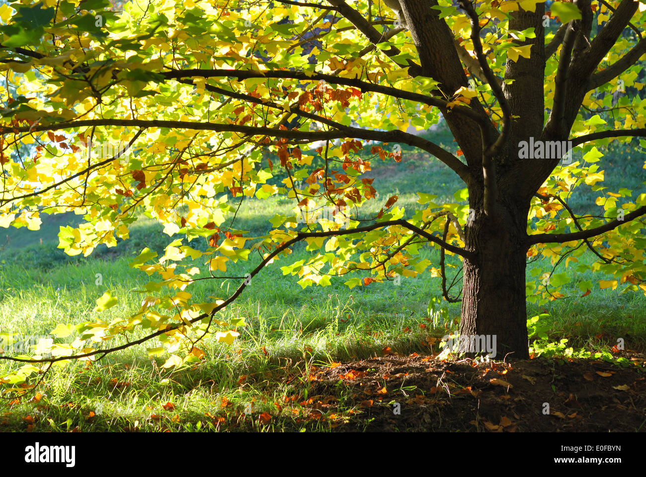 Maple tree stem hi-res stock photography and images - Alamy
