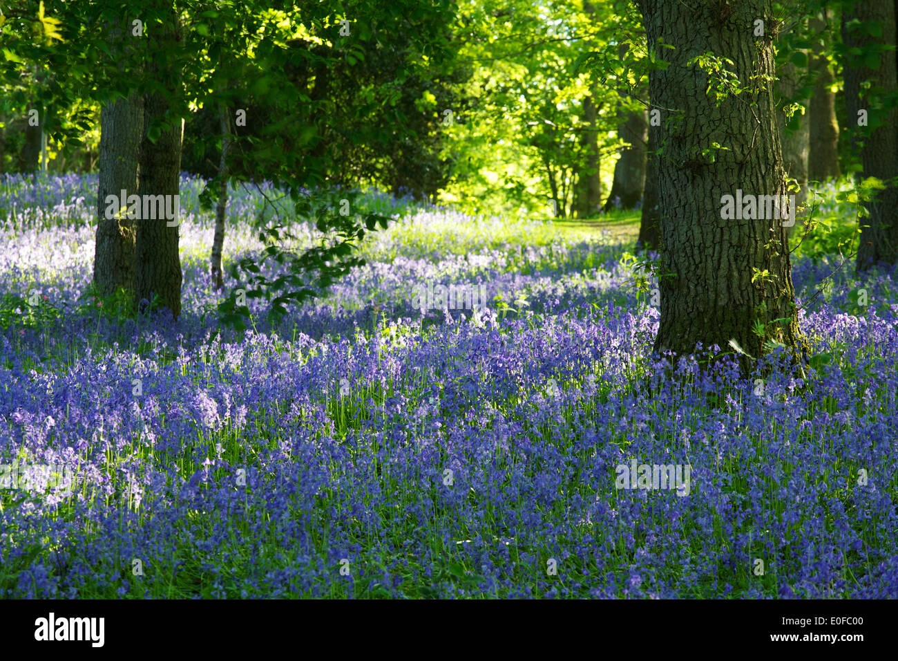 Sunlight and bluebells hi-res stock photography and images - Alamy