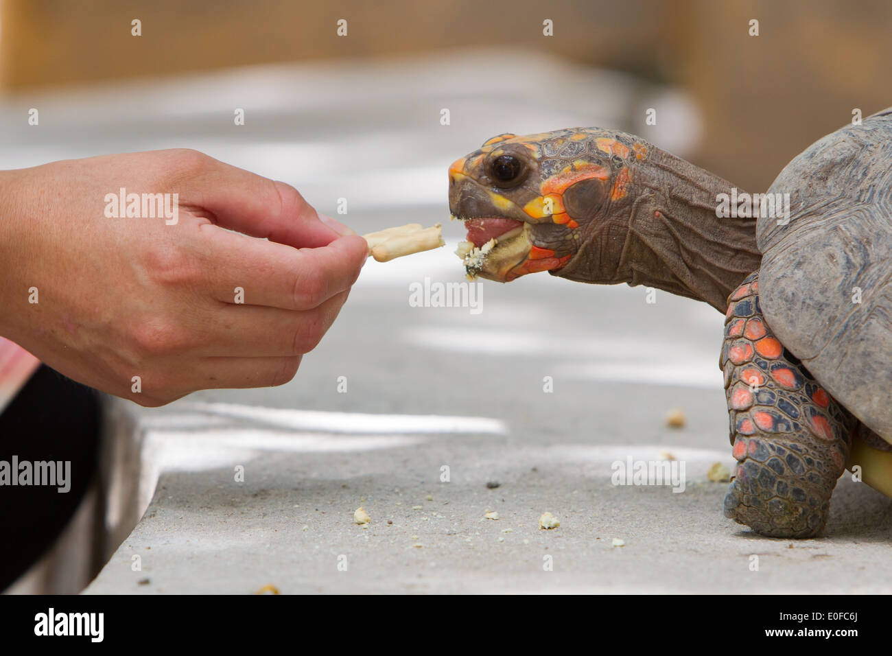 Cherry head red foot tortoise, Geochelone carbonaria Stock Photo - Alamy