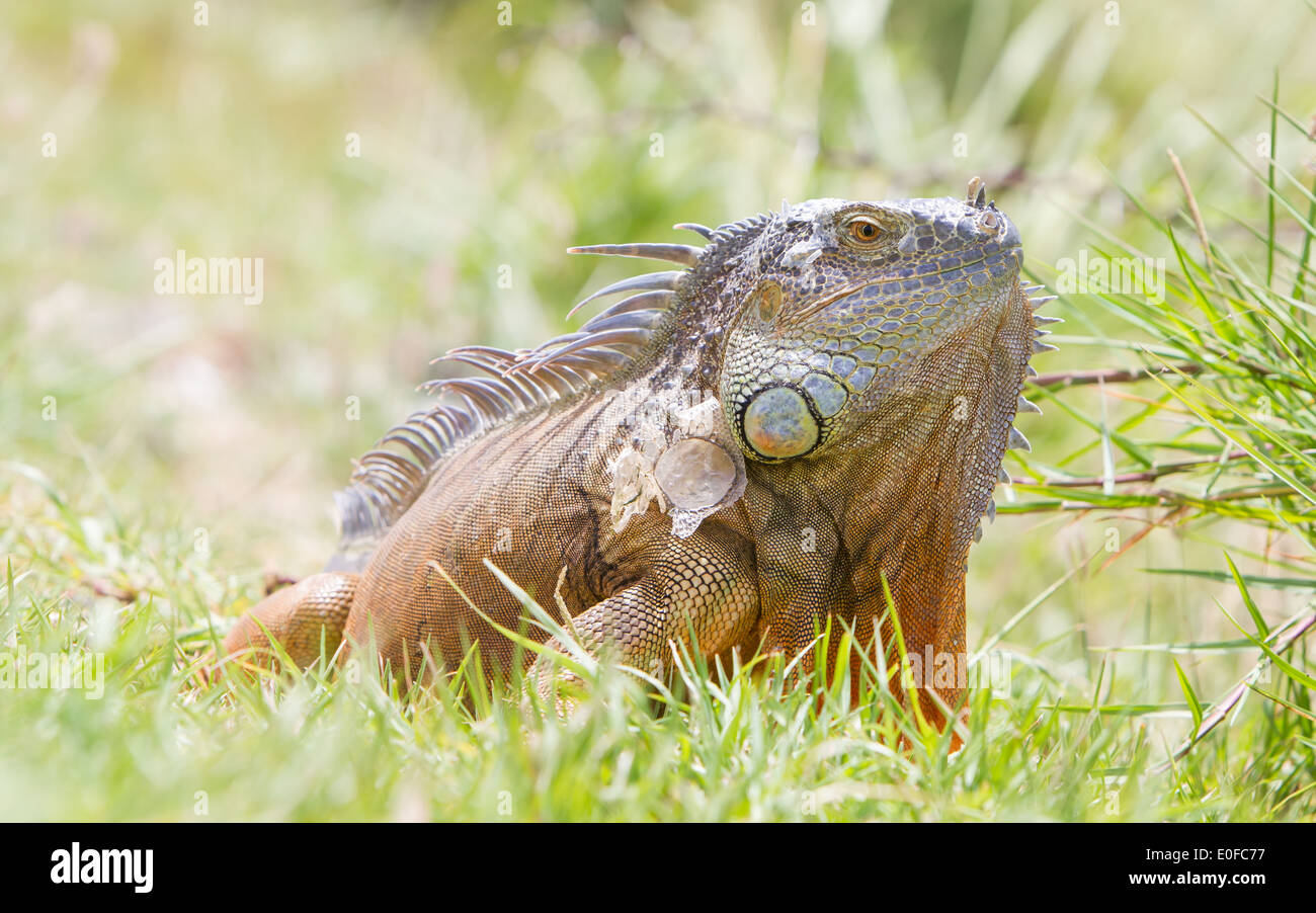 Iguana (Iguana iguana) in it's natural habitat Stock Photo - Alamy