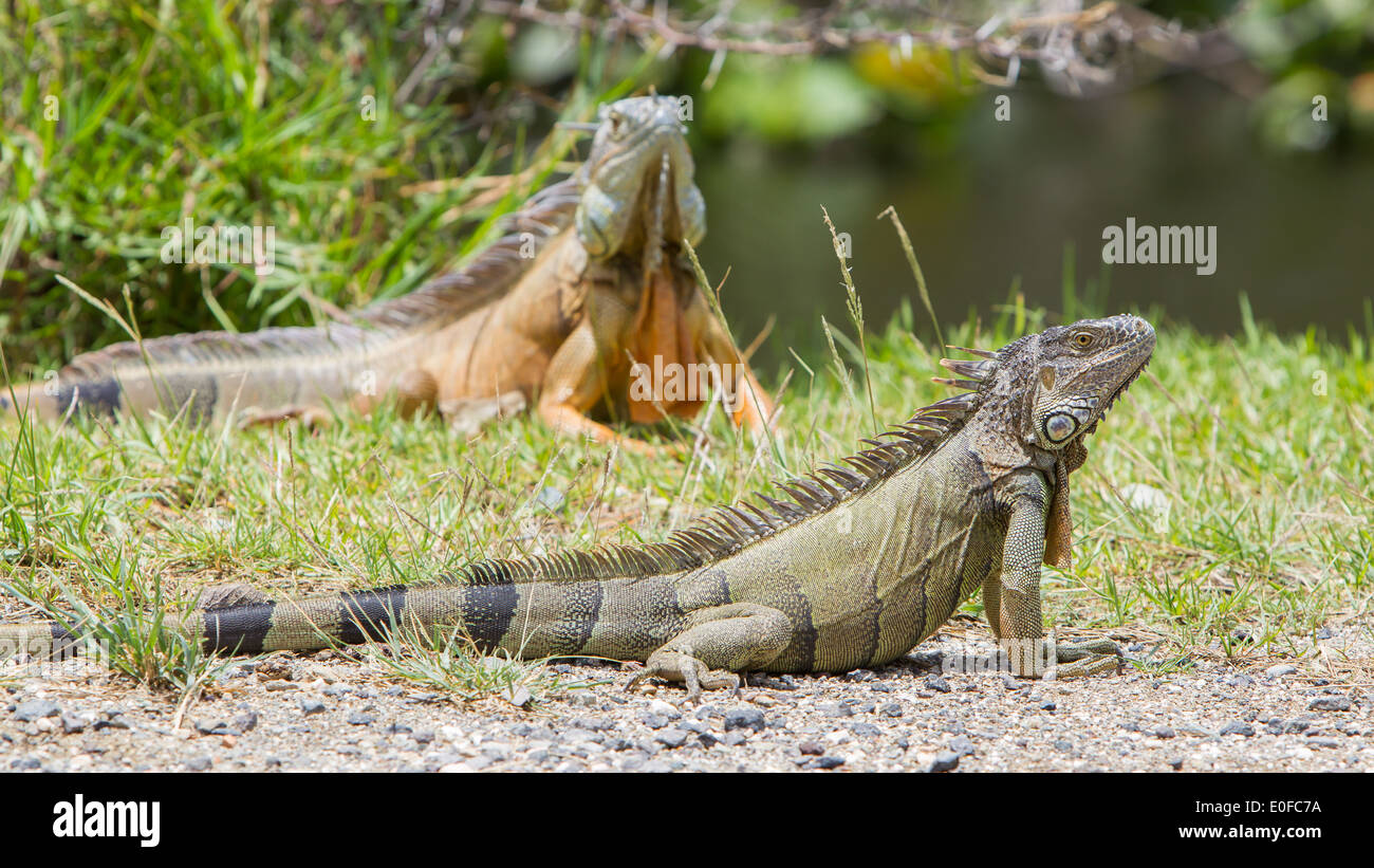 Iguana (Iguana iguana) in it's natural habitat Stock Photo - Alamy
