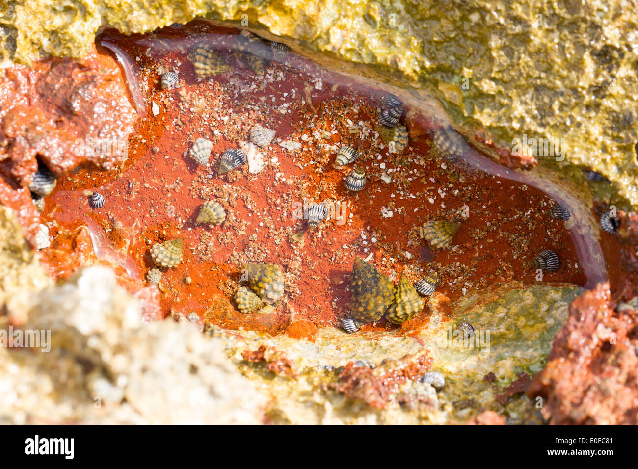 Caribbean shells hi-res stock photography and images - Alamy