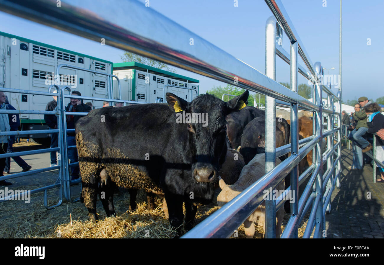 traditional ox-market in Wedel, Schleswig-Holstein Germany Stock Photo ...