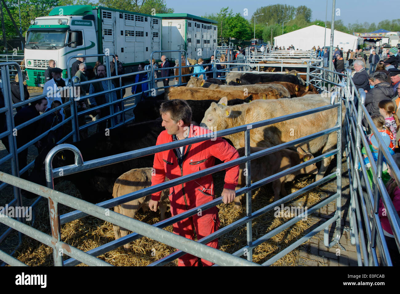traditional ox-market in Wedel, Schleswig-Holstein Germany Stock Photo ...