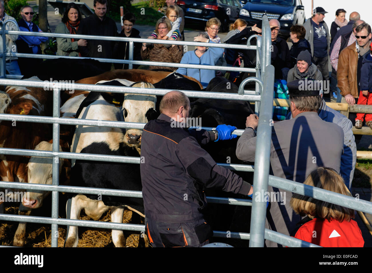 traditional ox-market in Wedel, Schleswig-Holstein Germany Stock Photo ...
