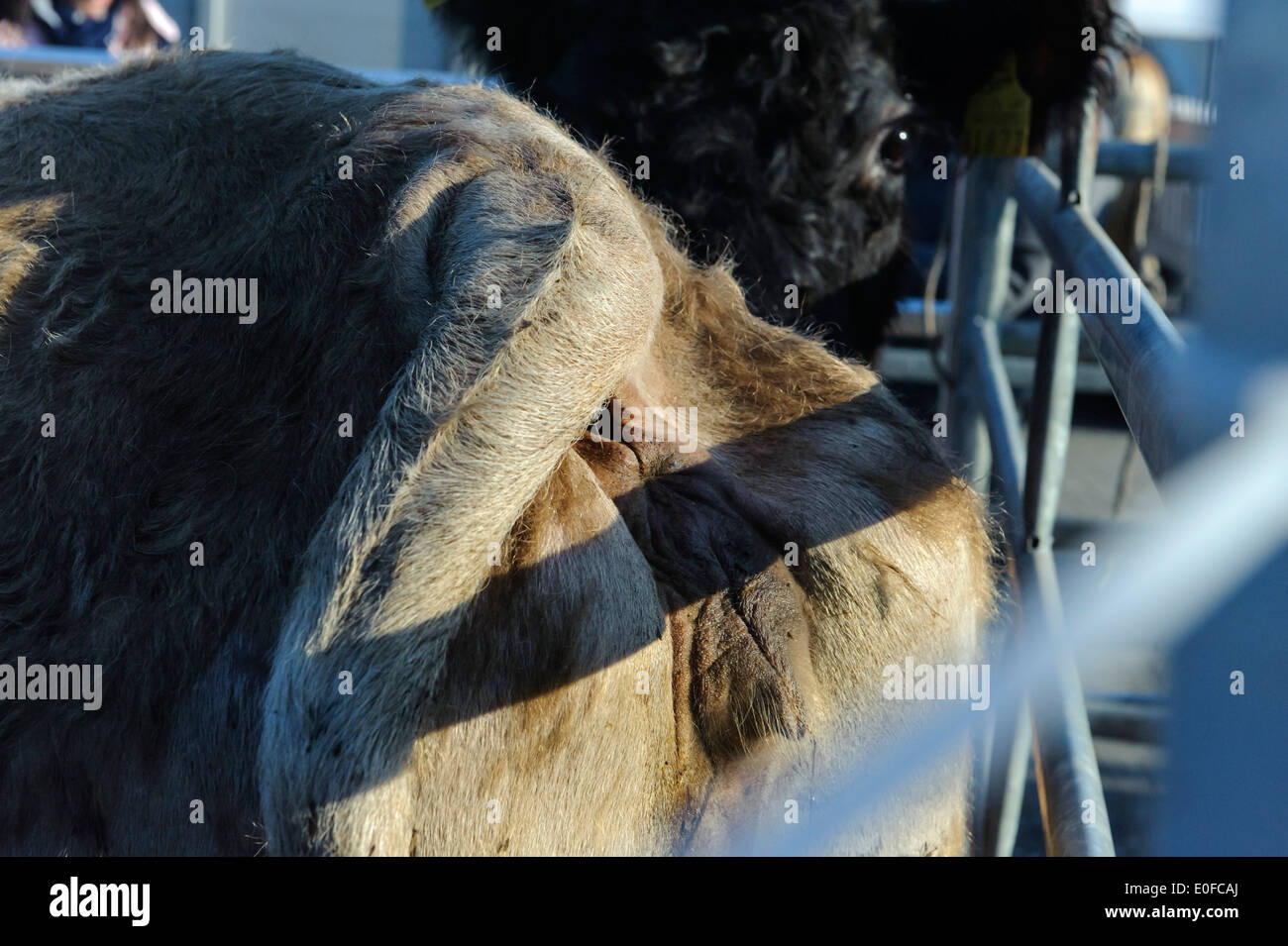 traditional ox-market in Wedel, Schleswig-Holstein Germany Stock Photo ...
