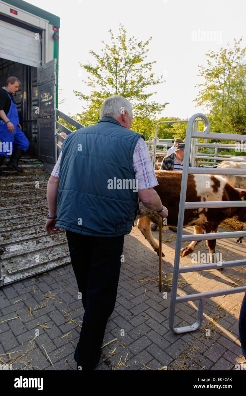 traditional ox-market in Wedel, Schleswig-Holstein Germany Stock Photo ...