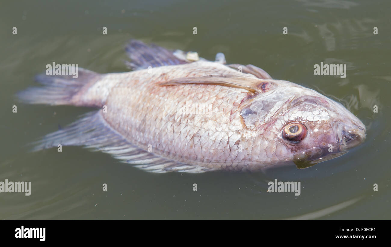 Death fish and waste water, selective focus on eye Stock Photo - Alamy