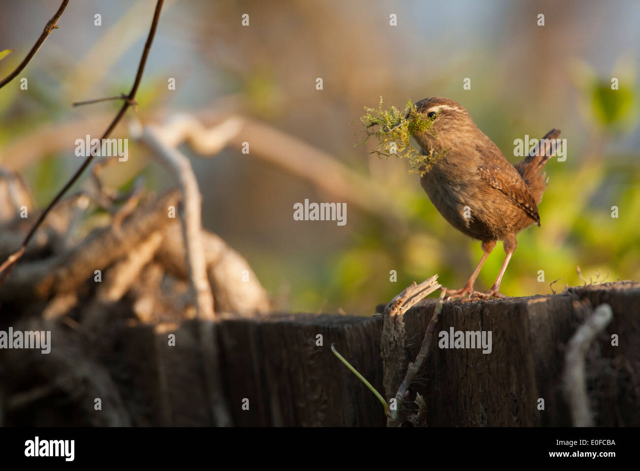 Wren on fence with nesting material Stock Photo - Alamy