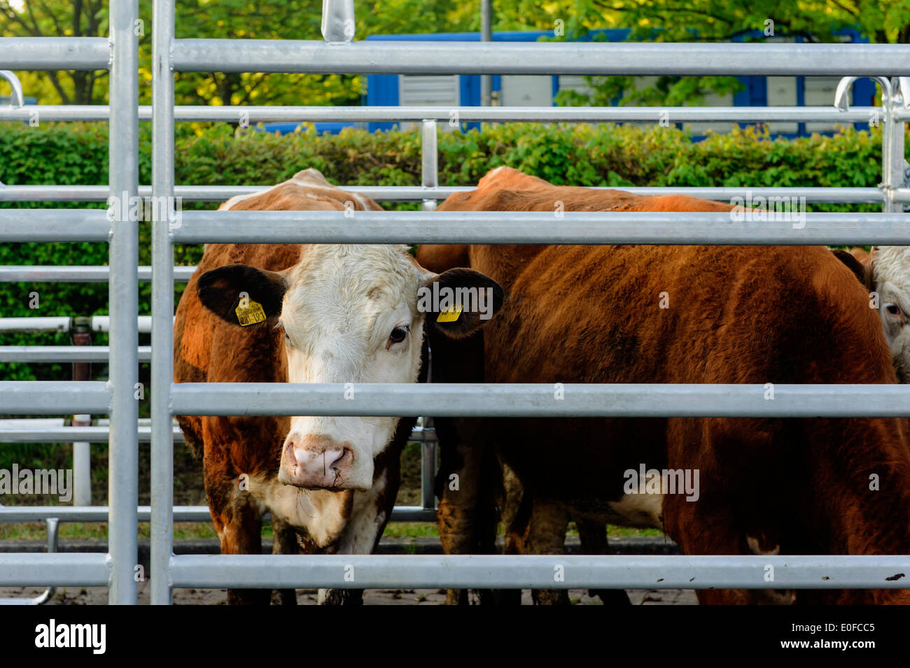 traditional ox-market in Wedel, Schleswig-Holstein Germany Stock Photo ...