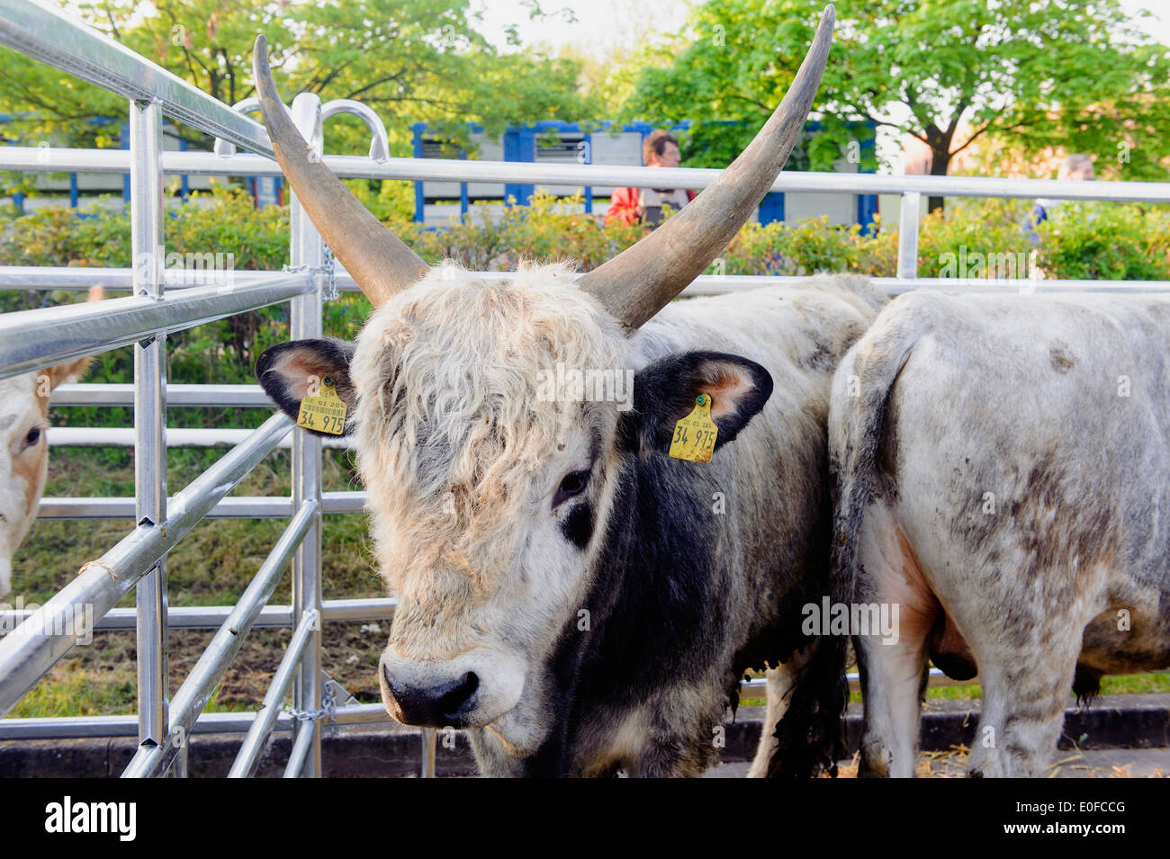 Domesticated animal hi-res stock photography and images - Alamy