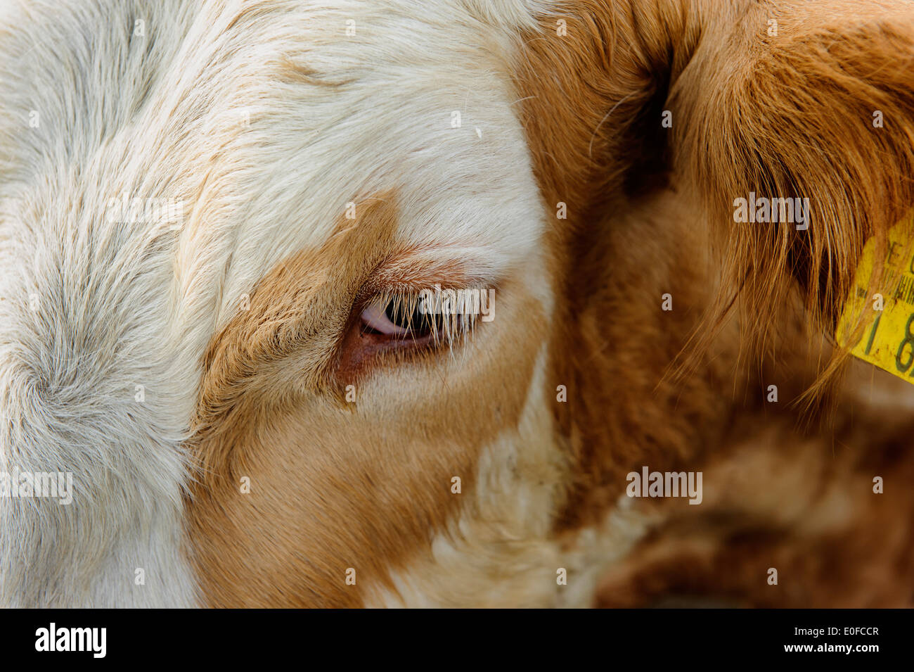 Animal cattle hi-res stock photography and images - Alamy