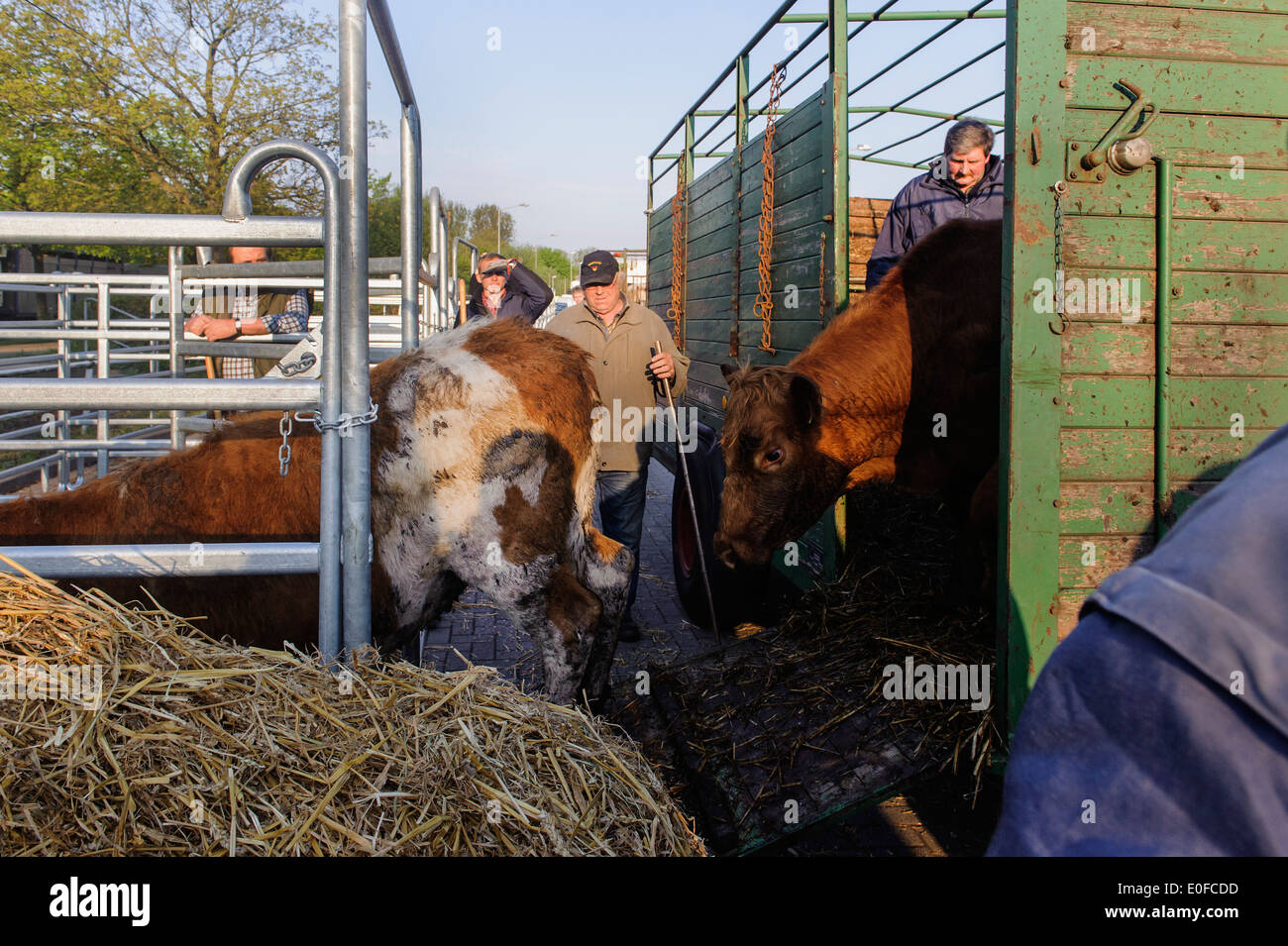 traditional ox-market in Wedel, Schleswig-Holstein, Germany Stock Photo ...