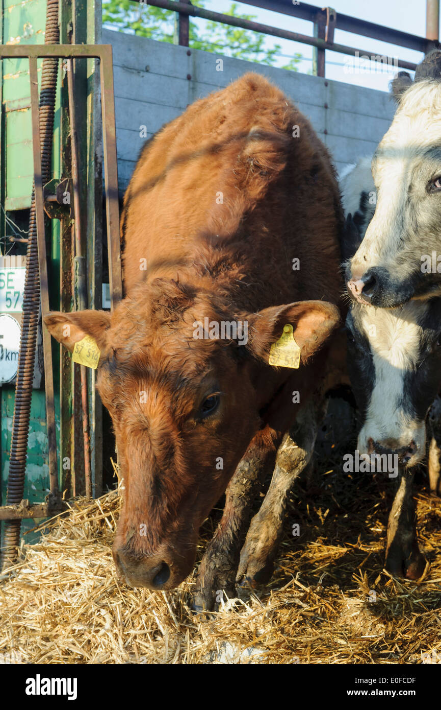 traditional ox-market in Wedel, Schleswig-Holstein Germany Stock Photo ...