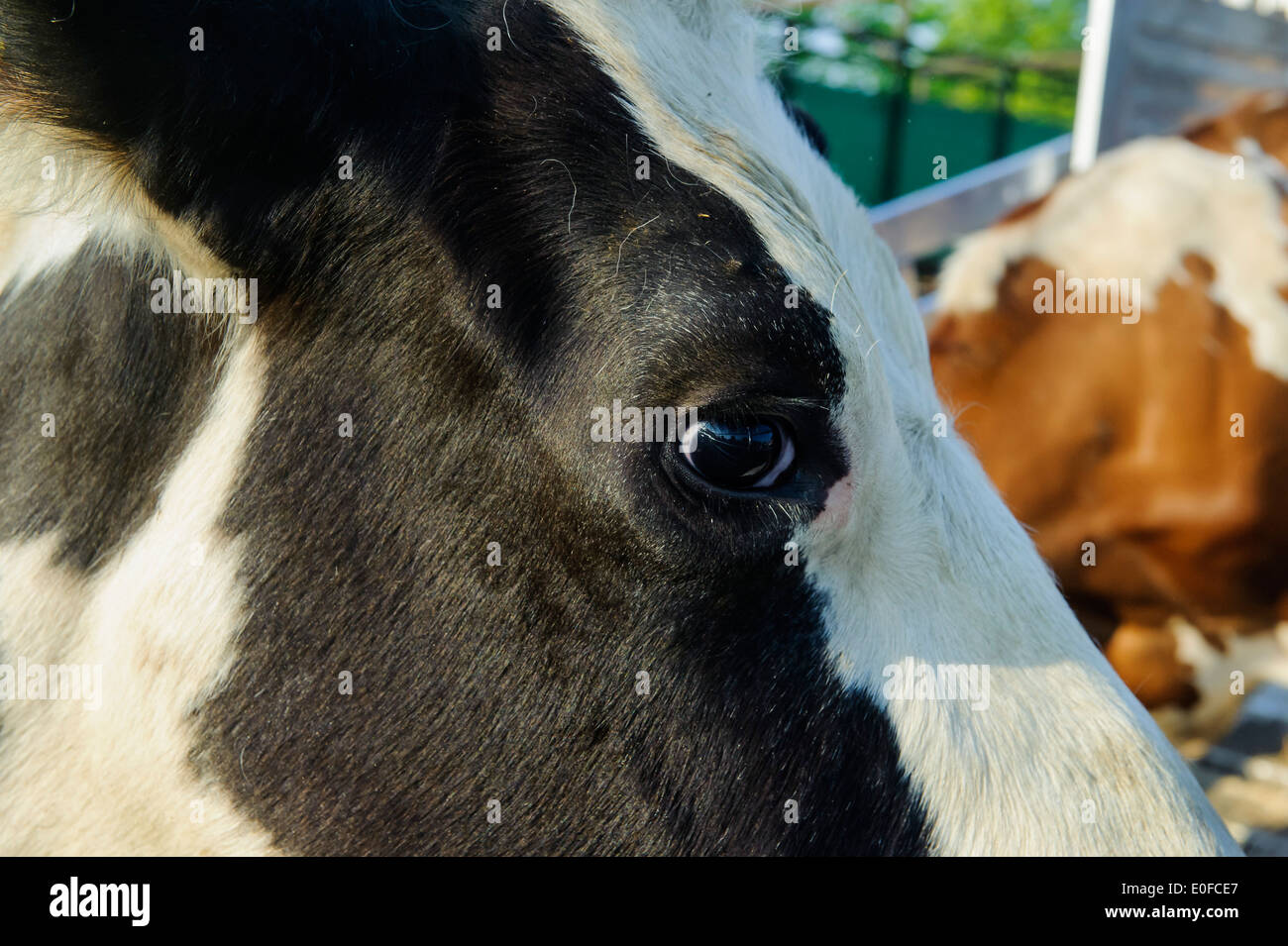 traditional ox-market in Wedel, Schleswig-Holstein, Germany Stock Photo ...