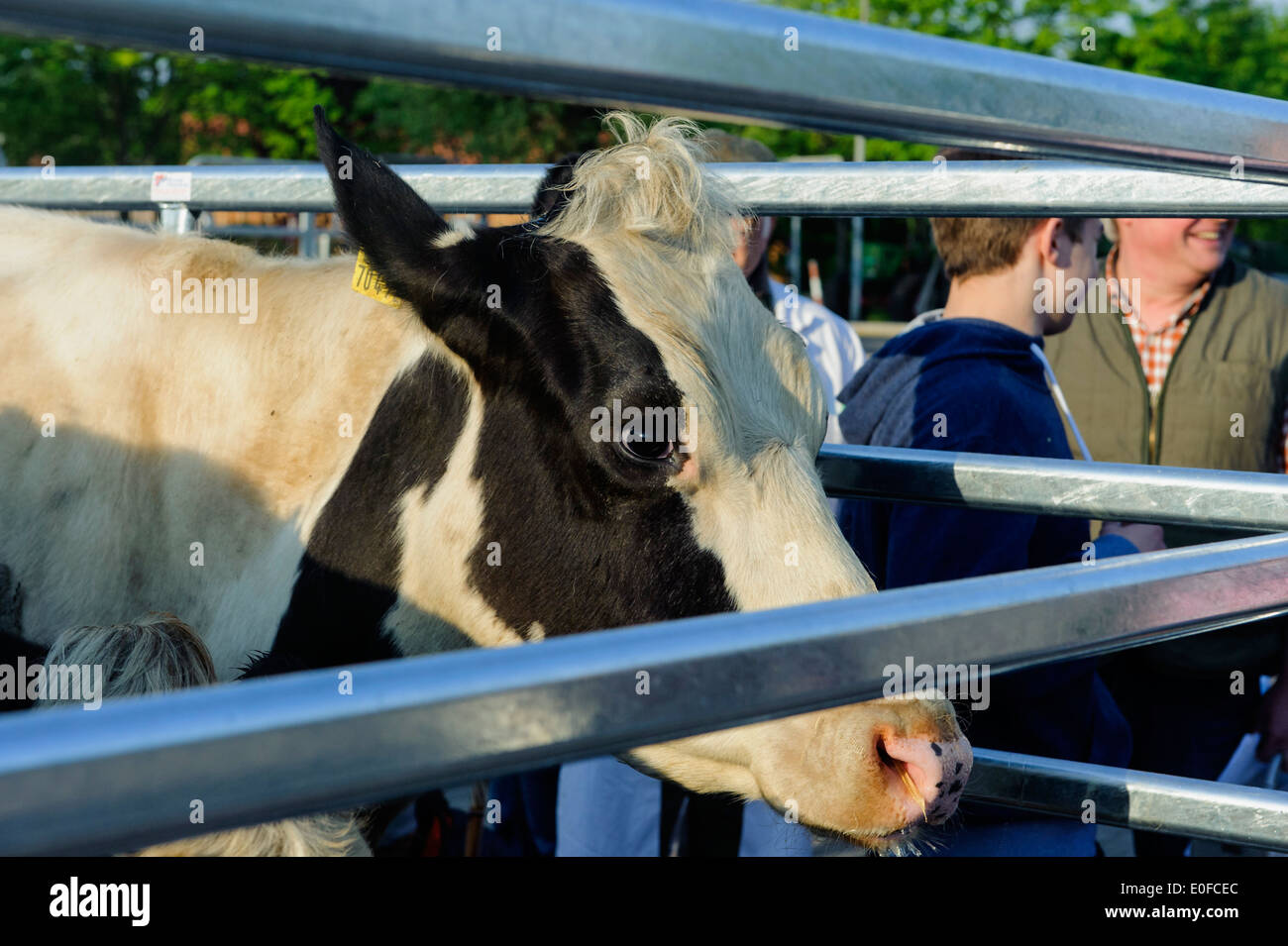 traditional ox-market in Wedel, Schleswig-Holstein, Germany farm animal ...