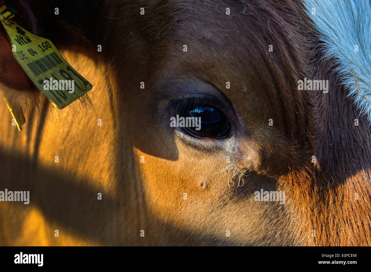 traditional ox-market in Wedel, Schleswig-Holstein, Germany Stock Photo ...