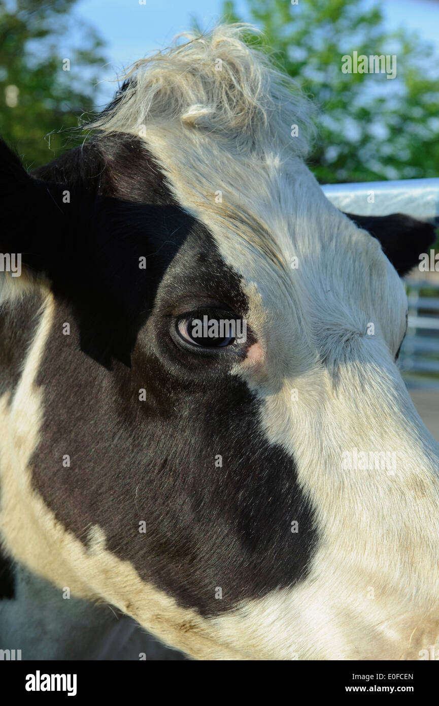 traditional ox-market in Wedel, Schleswig-Holstein, Germany Stock Photo ...