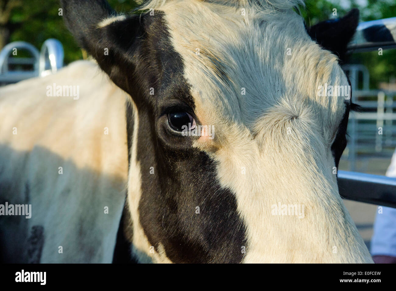 traditional ox-market in Wedel, Schleswig-Holstein, Germany Stock Photo ...