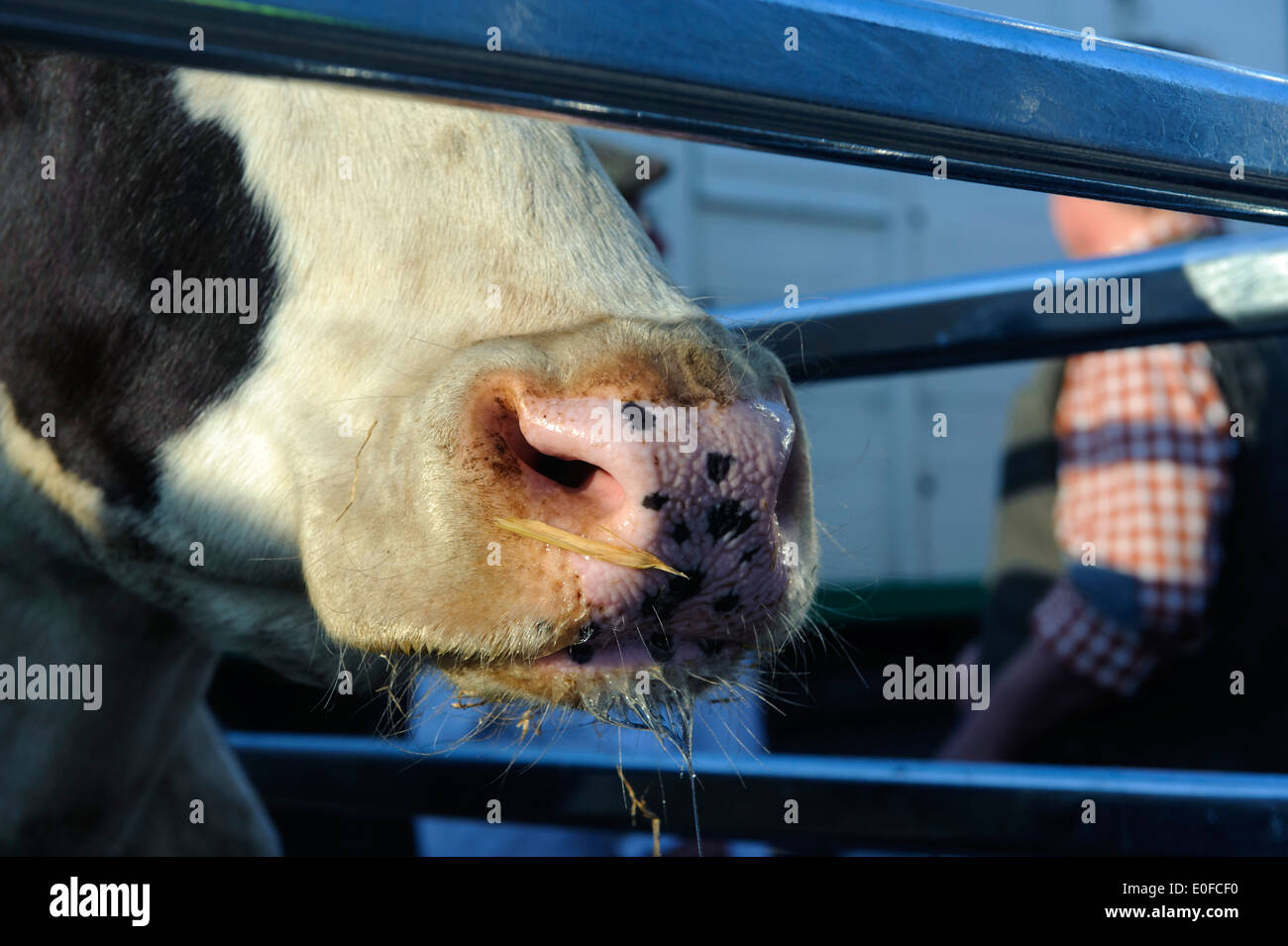 traditional ox-market in Wedel, Schleswig-Holstein Stock Photo - Alamy