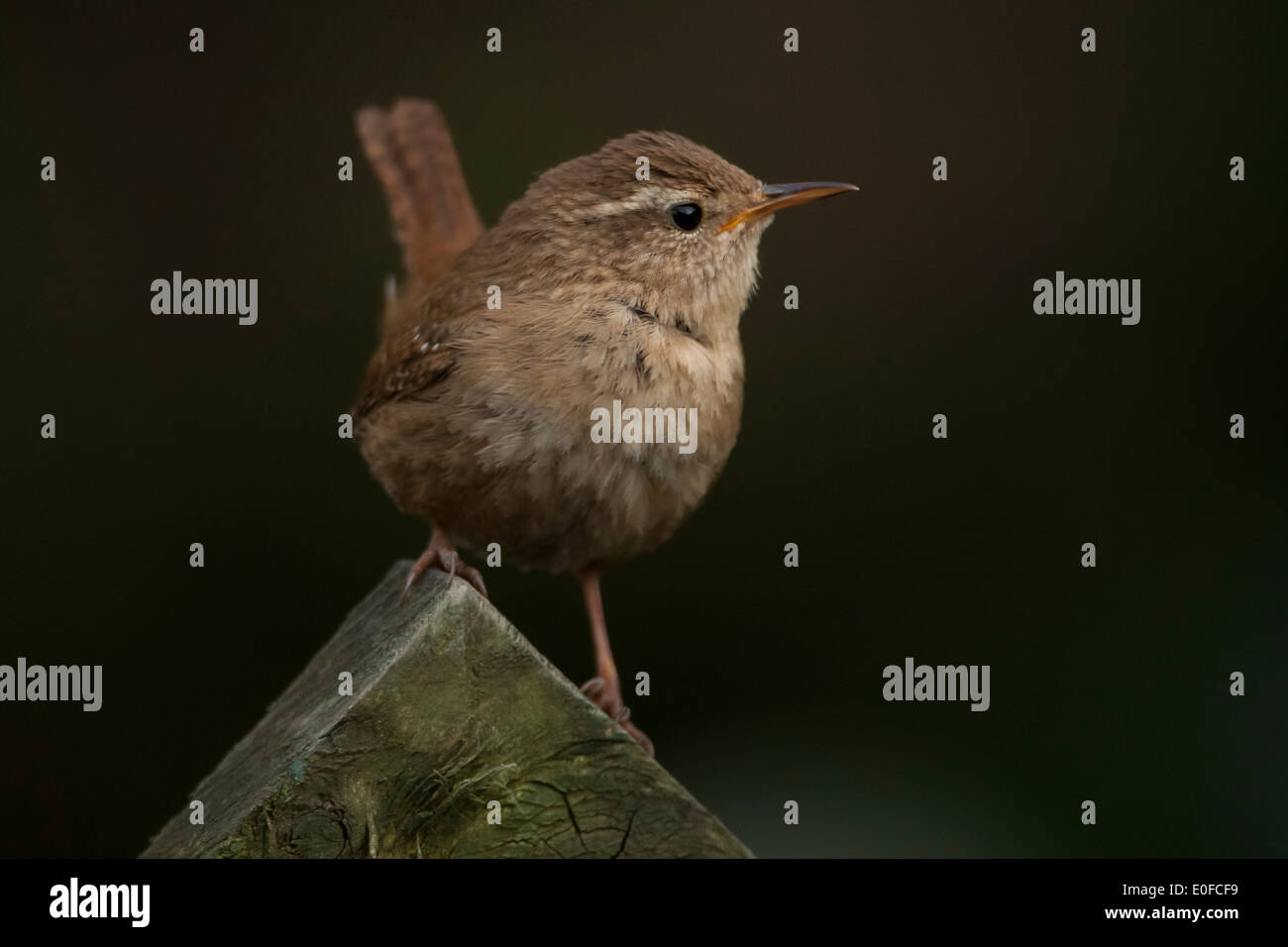 Wren portrait 2 Stock Photo - Alamy
