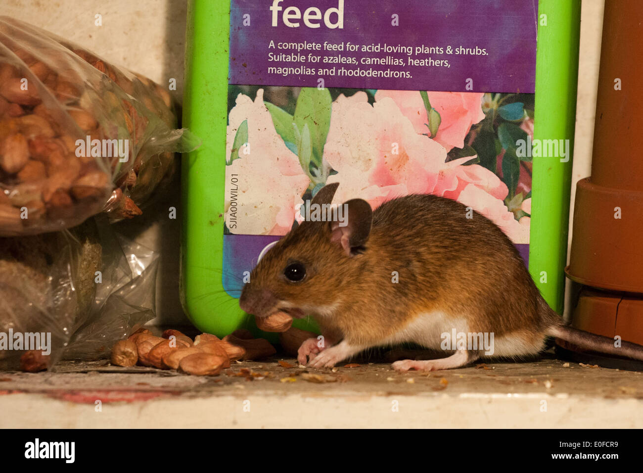 Wood Mouse with peanut Stock Photo - Alamy