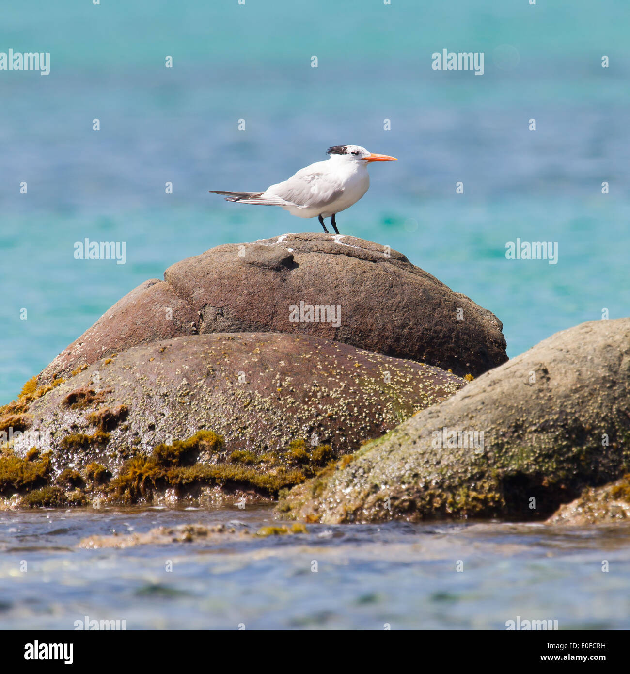Royal Tern (Thalasseus maximus maximus) on a rock at Saint Martin ...