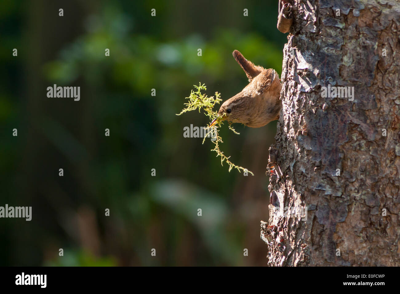 Tree material hi-res stock photography and images - Alamy