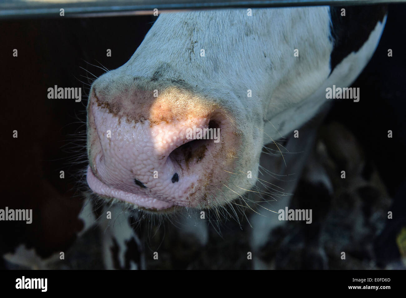traditional ox-market in Wedel, Schleswig-Holstein Stock Photo - Alamy