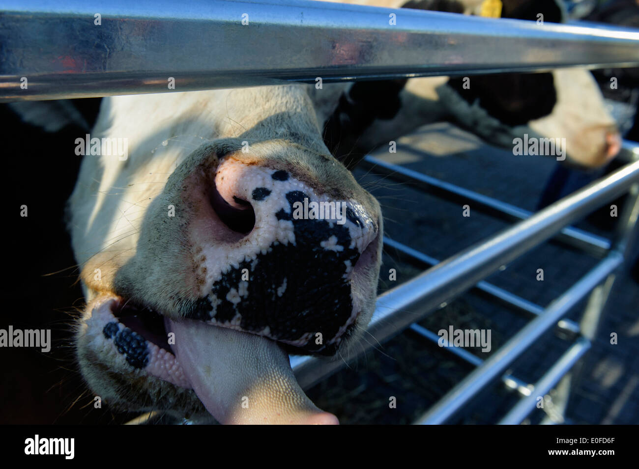 traditional ox-market in Wedel, Schleswig-Holstein Stock Photo - Alamy