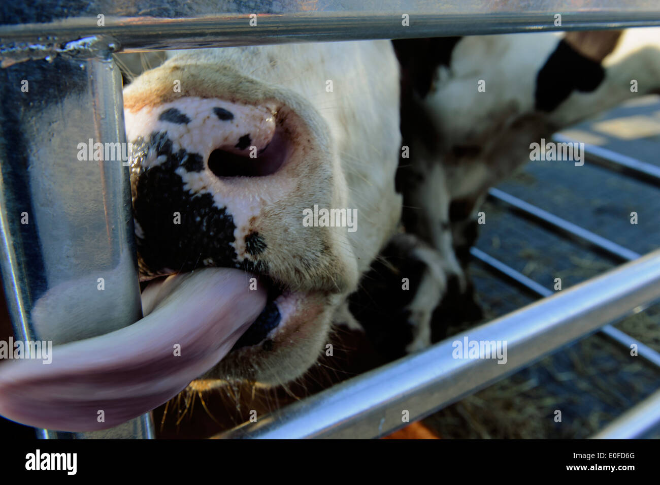 traditional ox-market in Wedel, Schleswig-Holstein Stock Photo - Alamy